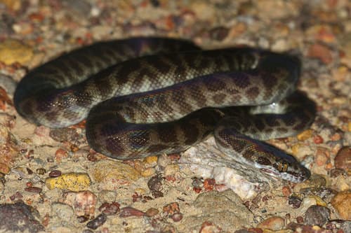 Herptiles - Python regius