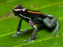 Herptiles - Phyllobates vittatus