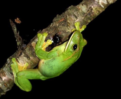 Herptiles - Theloderma corticale